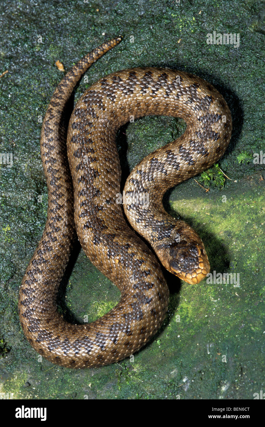 Adder vipera berus adders hi-res stock photography and images - Alamy