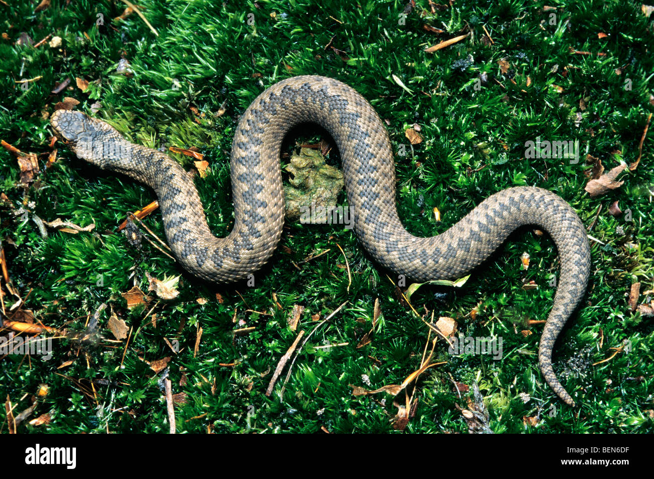 Common European adder / viper (Vipera berus) on rock Stock Photo - Alamy