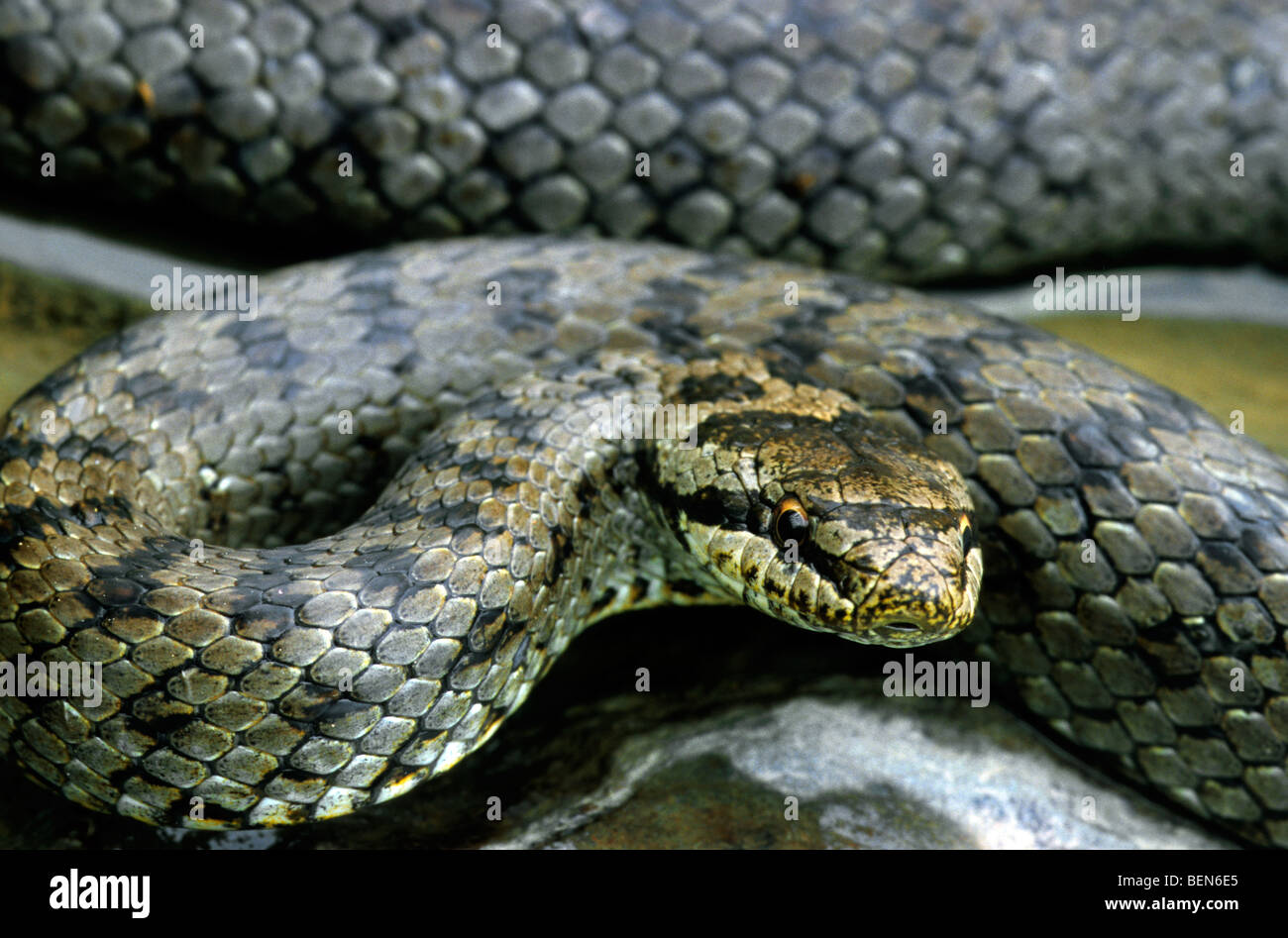 Coronella hi-res stock photography and images - Alamy