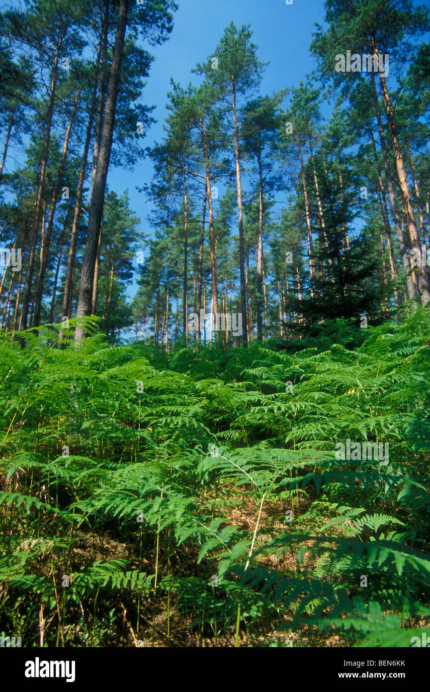 Pine ferns hi-res stock photography and images - Alamy