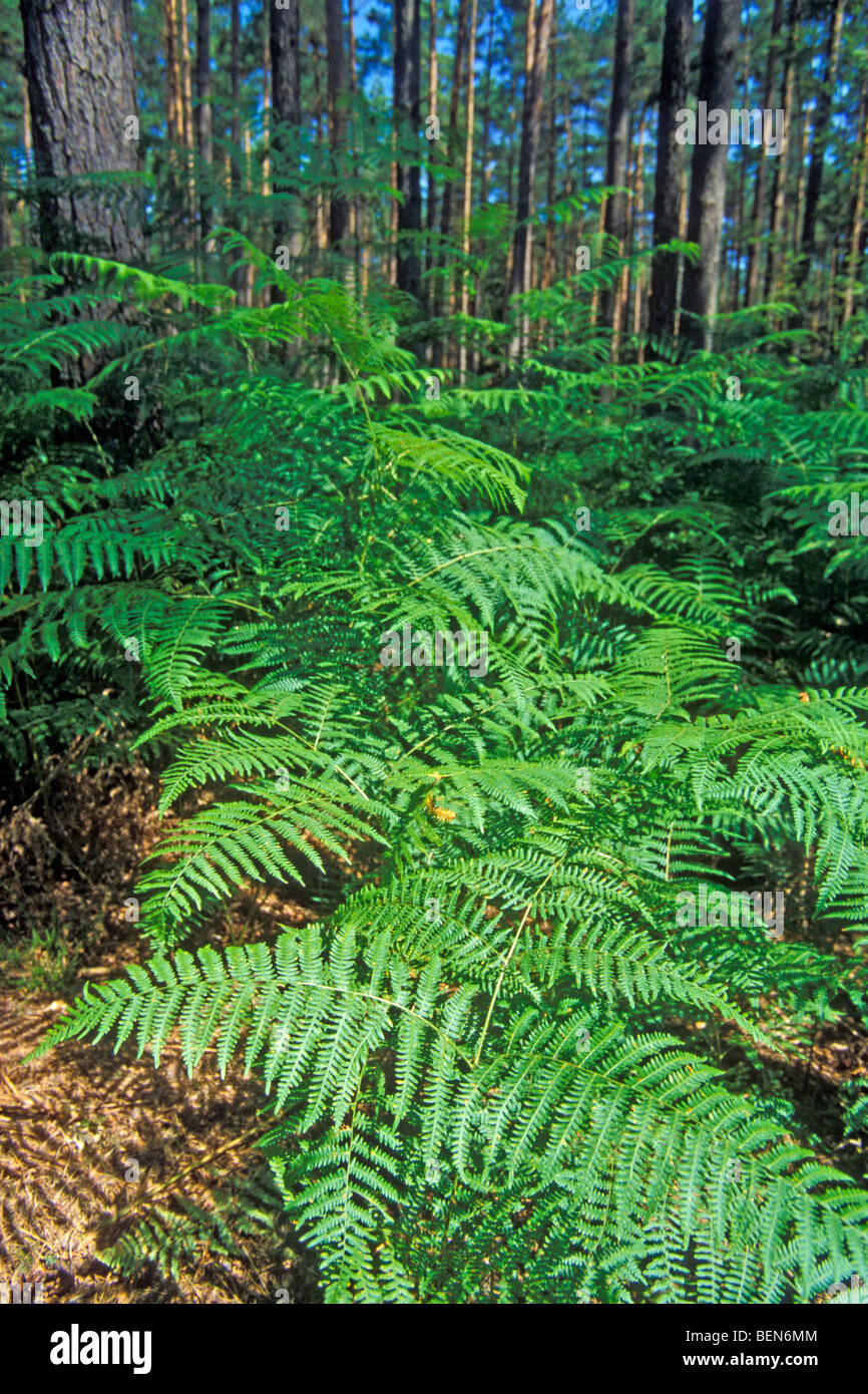 Pine fronds hi-res stock photography and images - Alamy