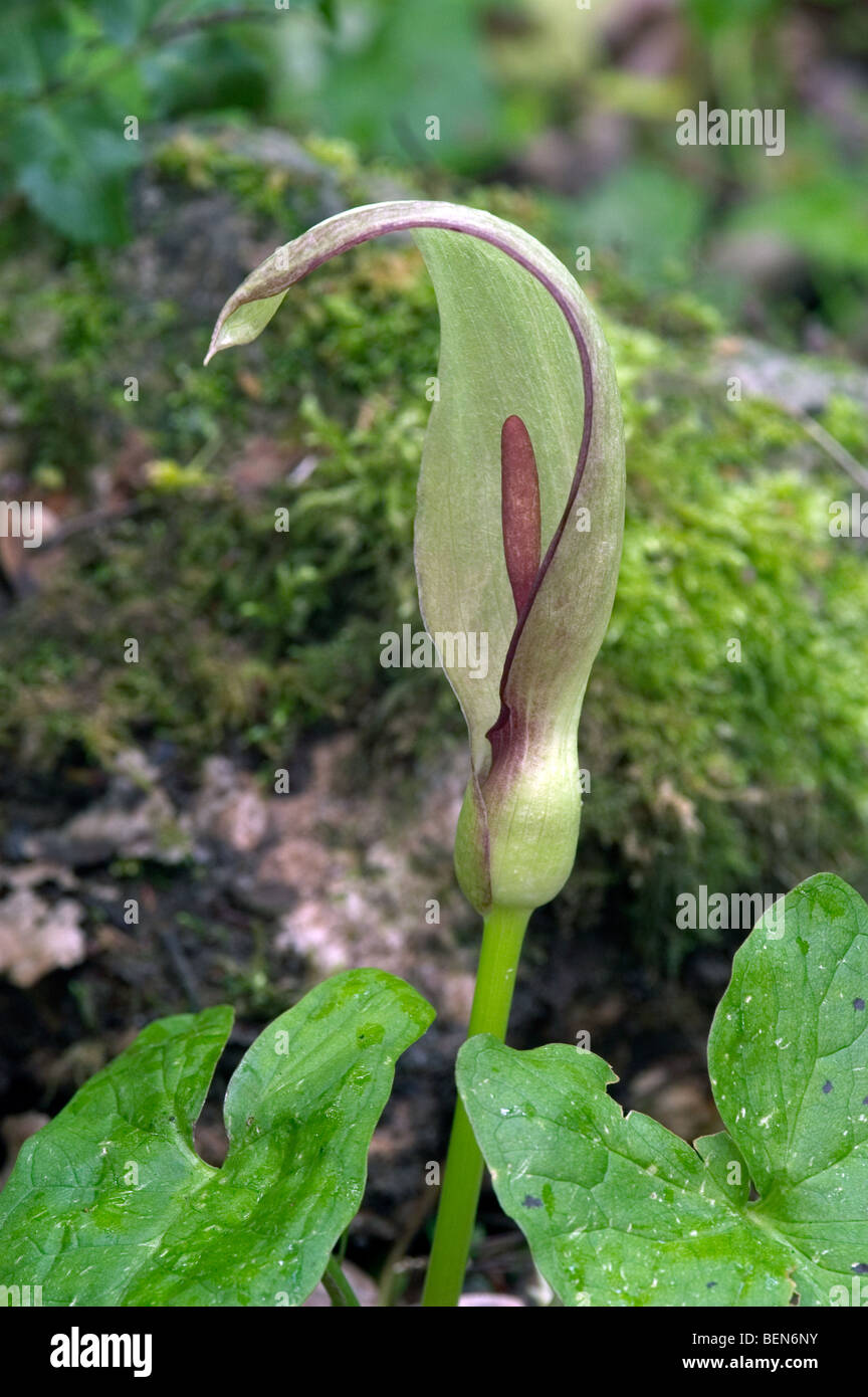 Wild arum / Lords and ladies / Cuckoo pint (Arum maculatum), La Brenne ...