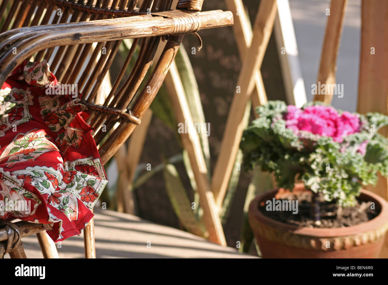 Ornamental Cabbage on display at a restaurant at Pokhara Lakeside ...