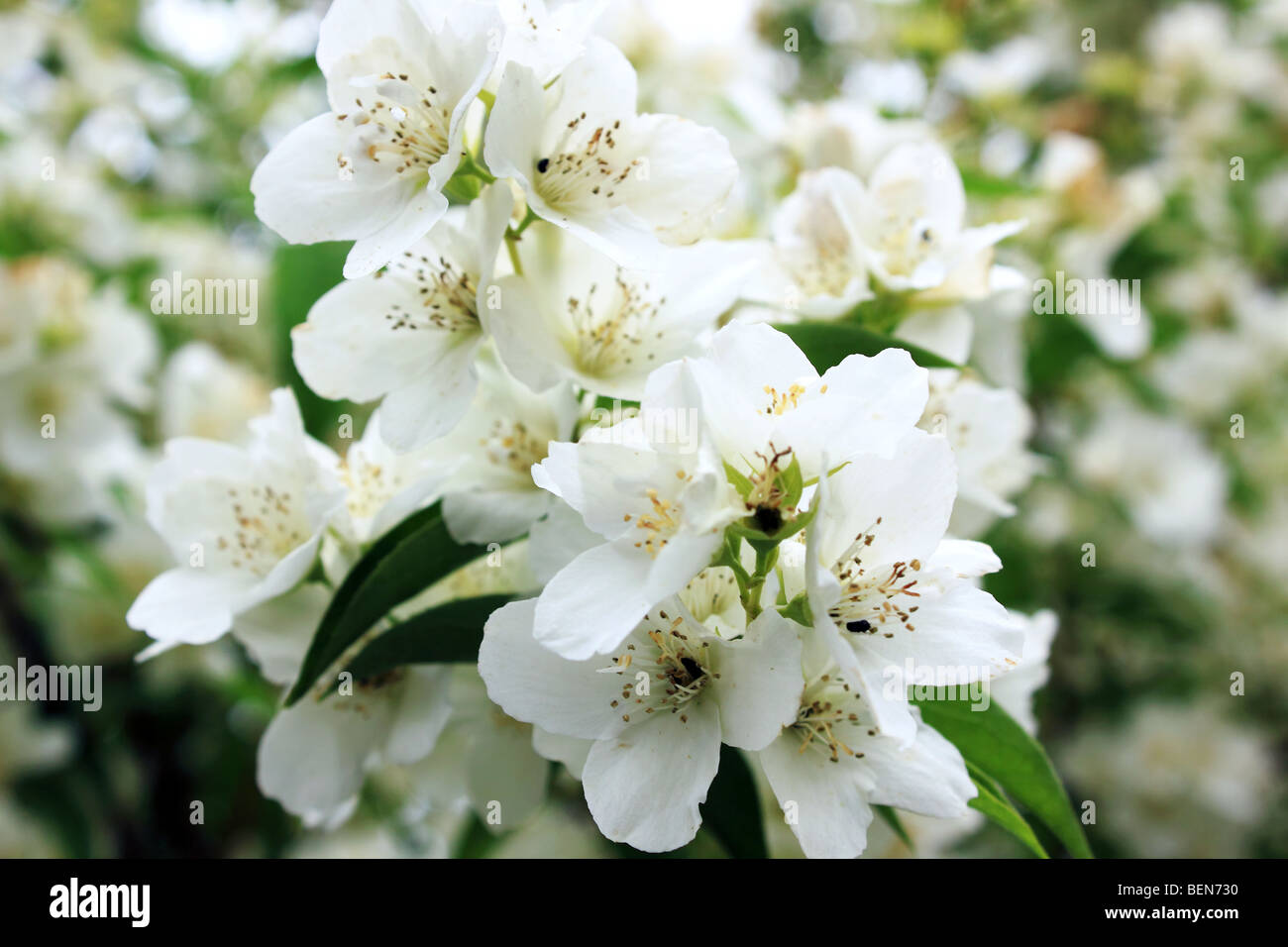 Jasmine flower and studio hi-res stock photography and images - Alamy