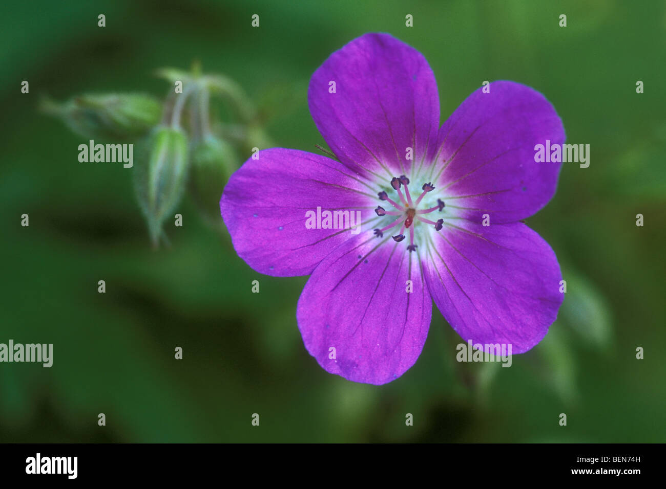 Wood cranesbill / Woodland Geranium (Geranium sylvaticum) in flower ...