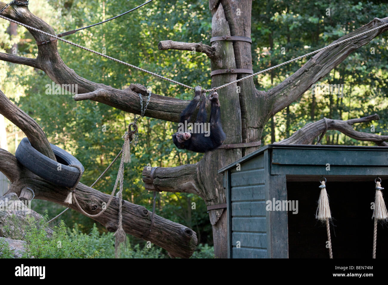 Schimpans hi-res stock photography and images - Alamy