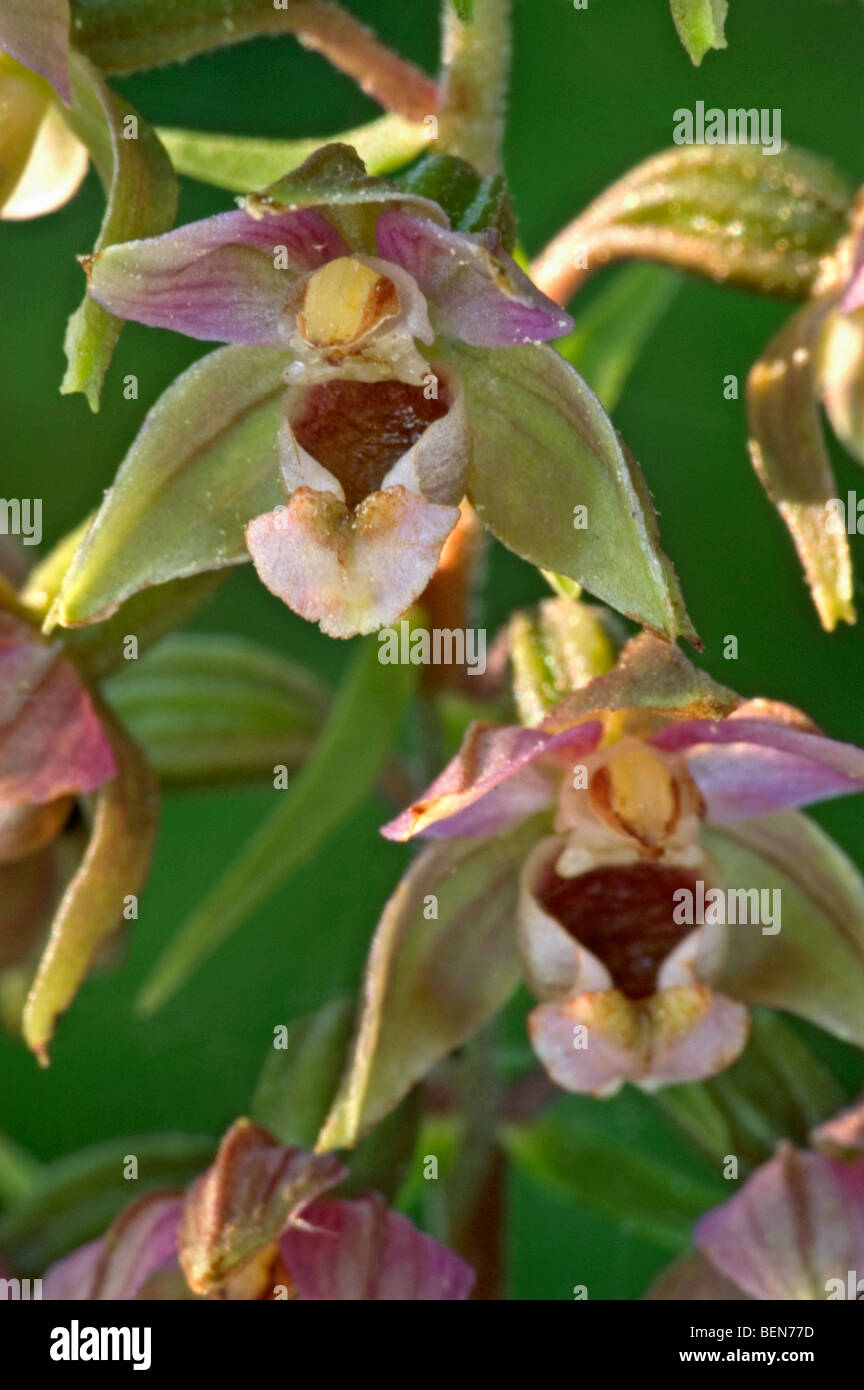 Broad leaved helleborine uk hi-res stock photography and images - Alamy