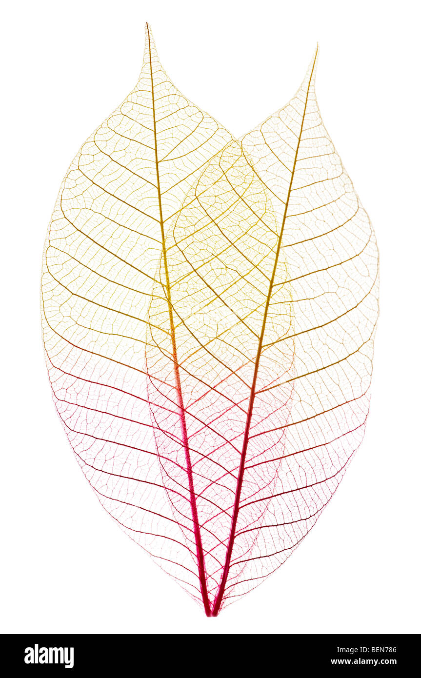 Skeleton leaves hi-res stock photography and images - Alamy