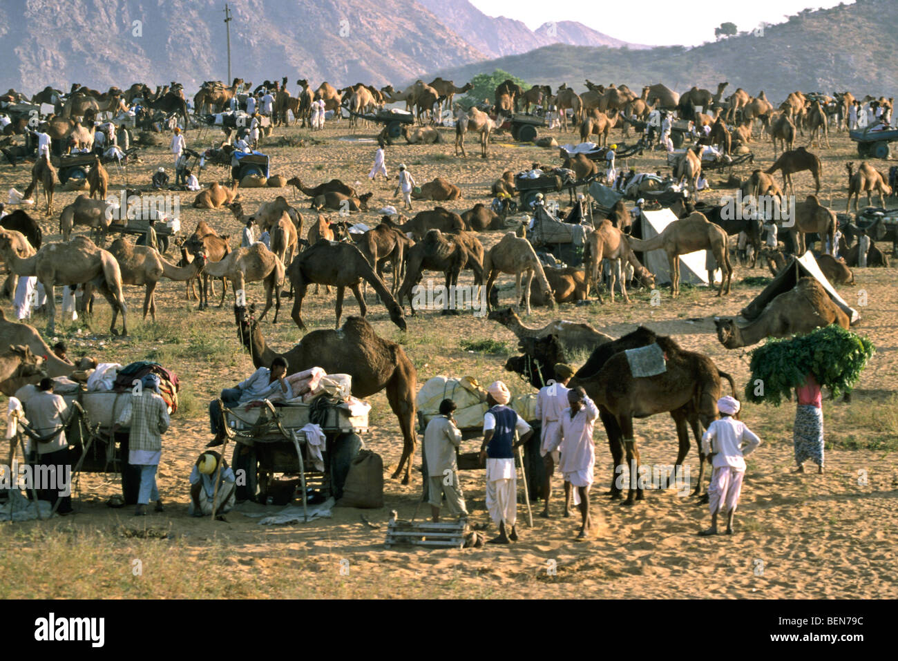 Camel market (Camelus dromedarius) in Pushkar, Rajasthan, India Stock ...