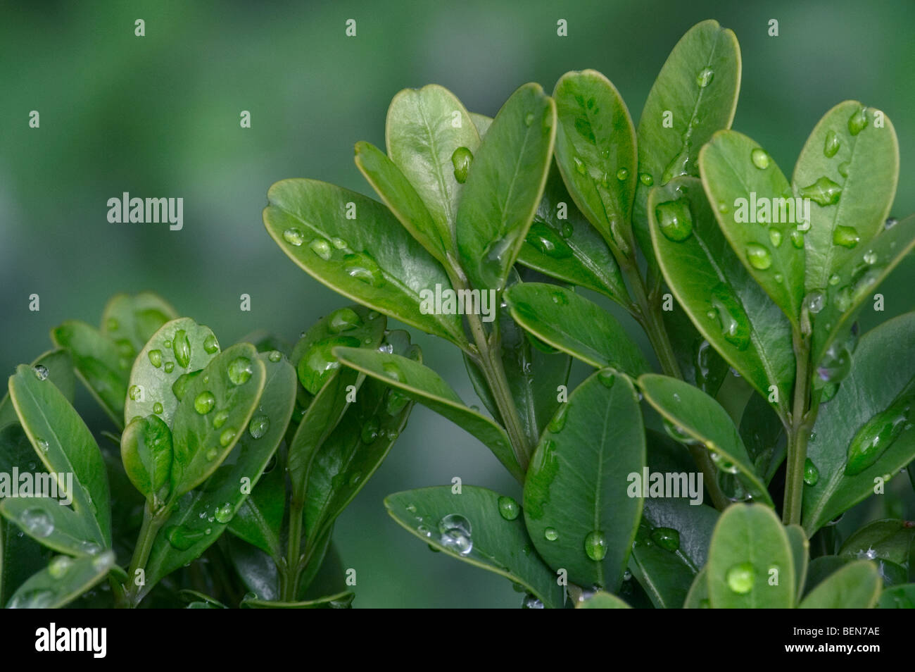 Buxus / Boxwood / Box leaves (Buxus sempervirens), Belgium Stock Photo ...