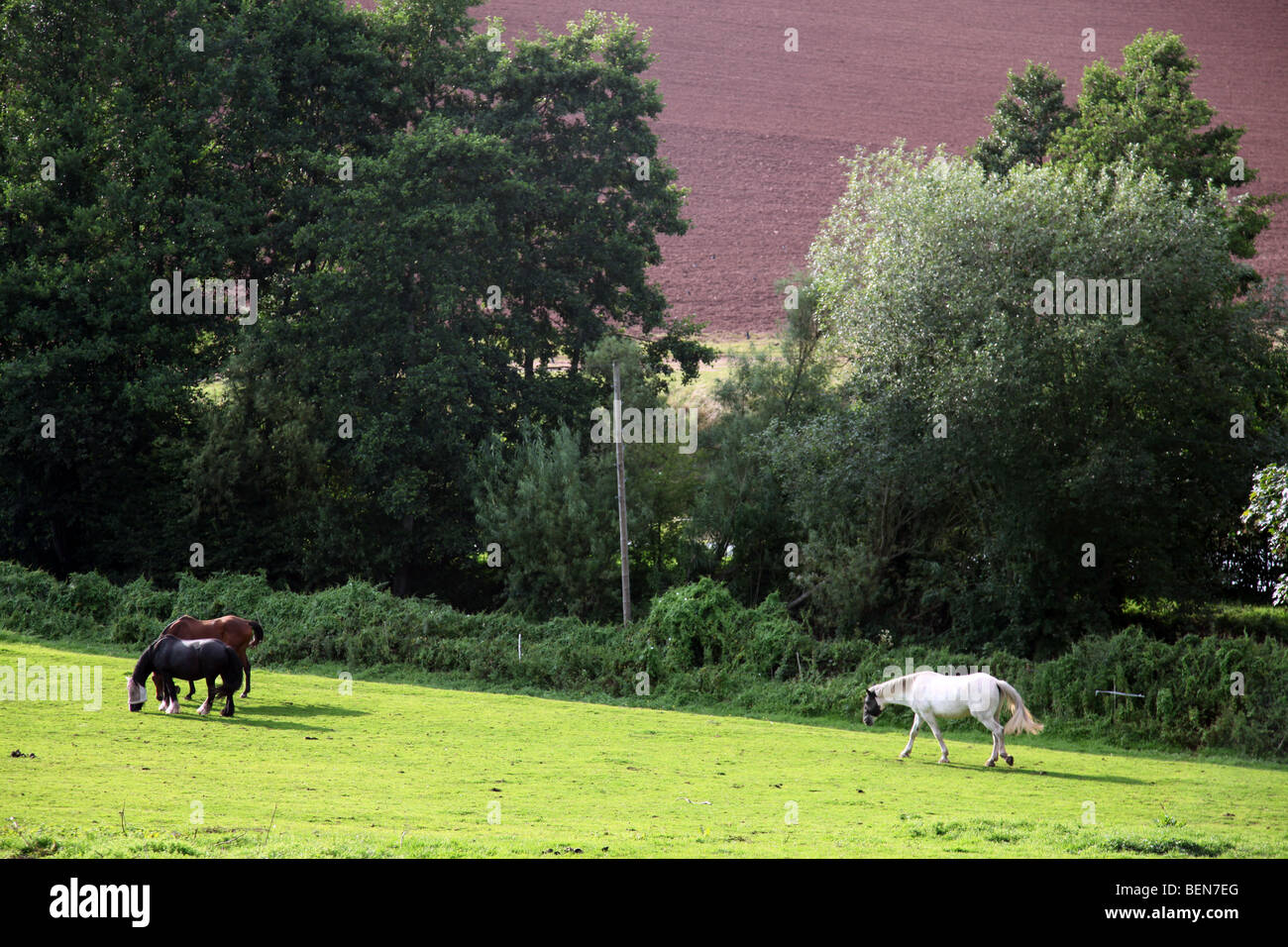 Horses Grazing in a Field Stock Photo - Alamy