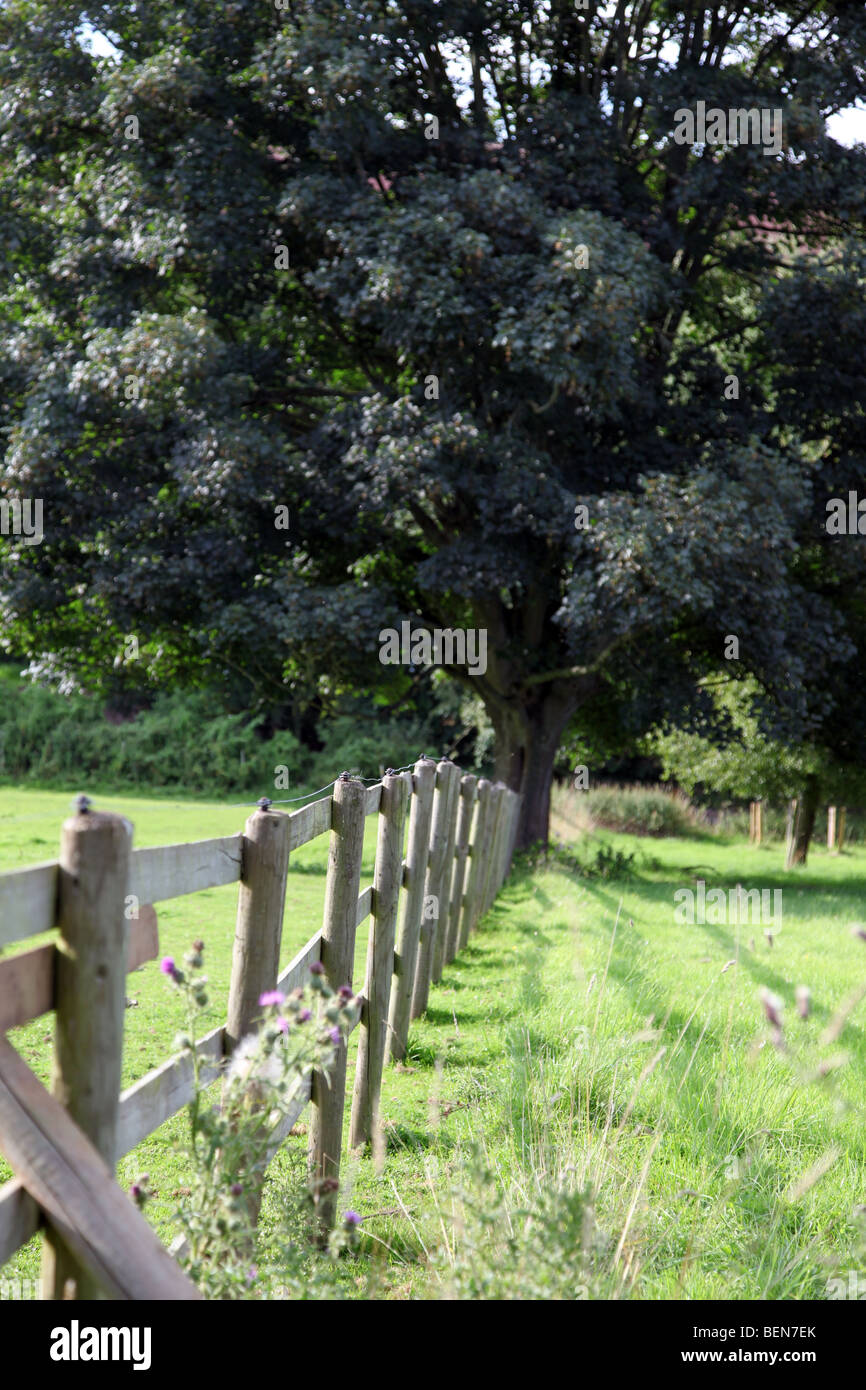 Fence and Tree Stock Photo - Alamy