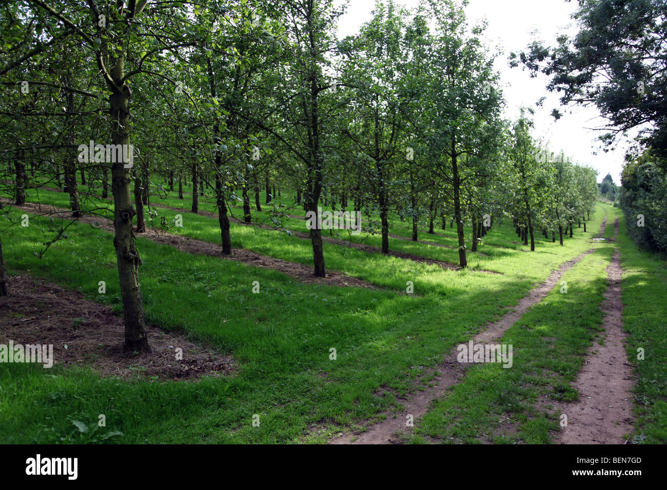 Orchard path hi-res stock photography and images - Alamy