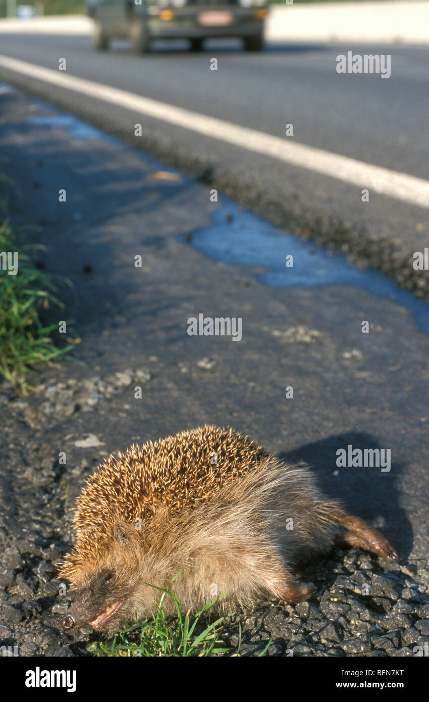 Dead European hedgehog (Erinaceus europaeus) roadkill lying on busy ...