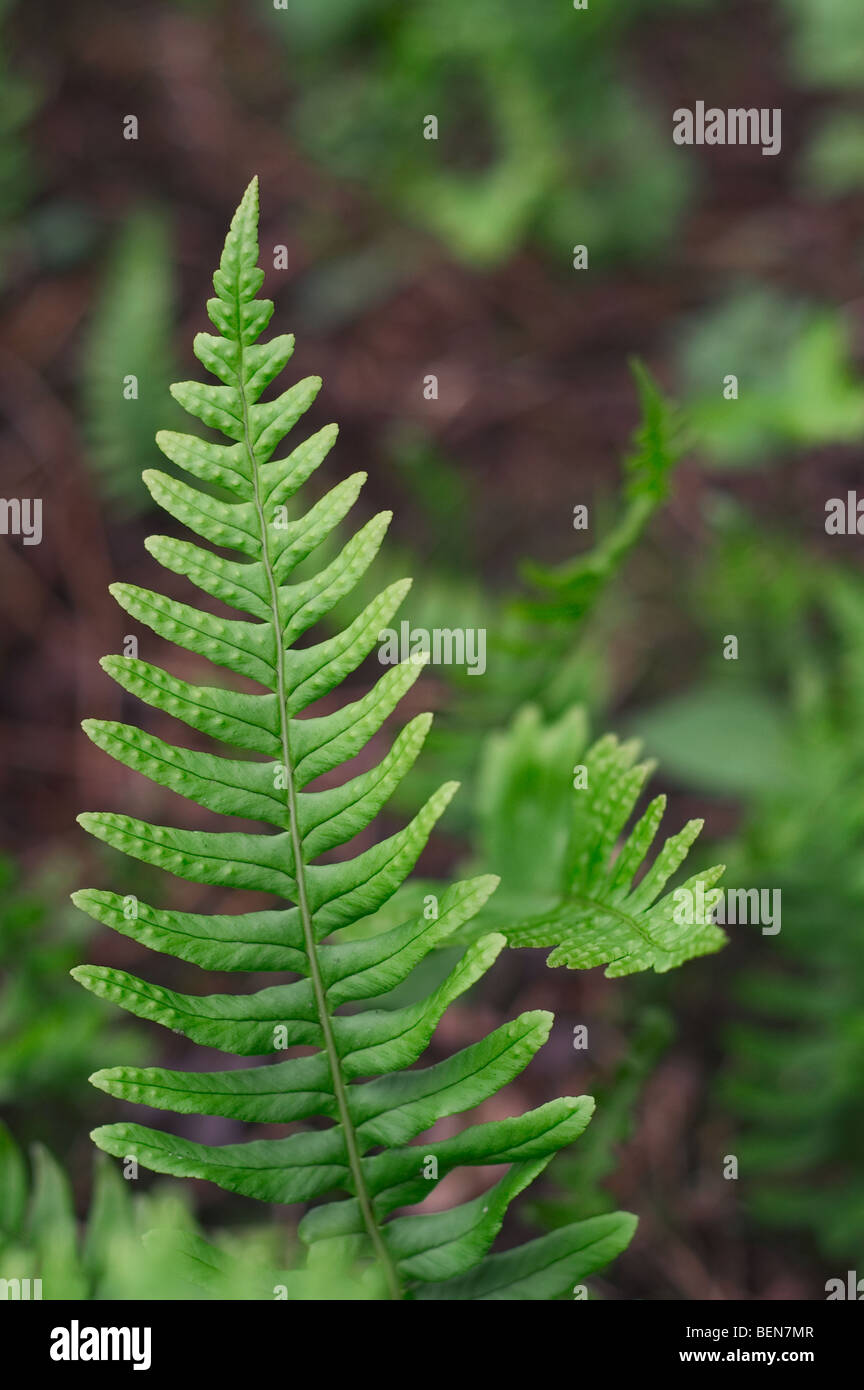 Common polypody (Polypodium vulgare) close-up of frond, Luxembourg ...