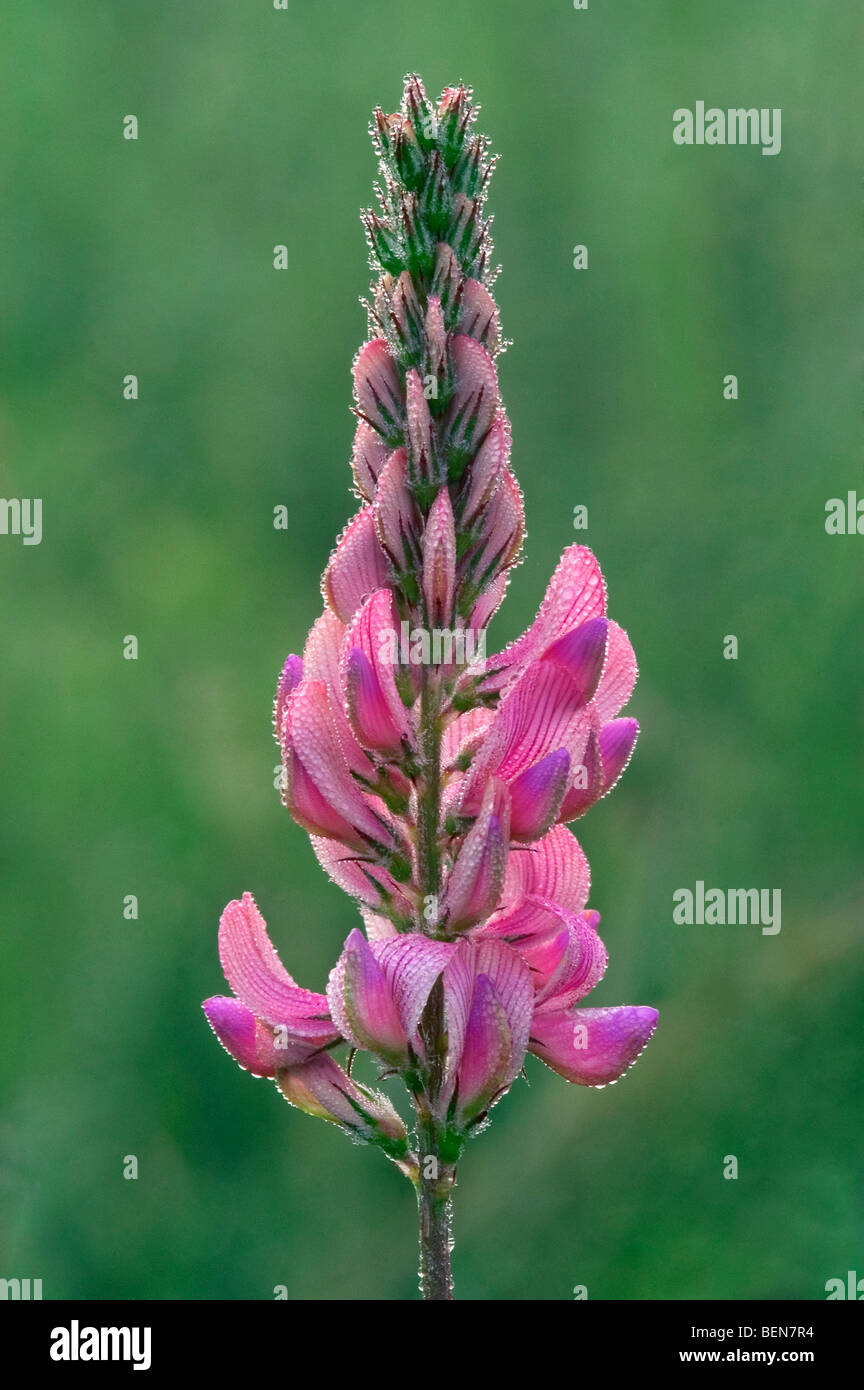 Sainfoin hi-res stock photography and images - Alamy