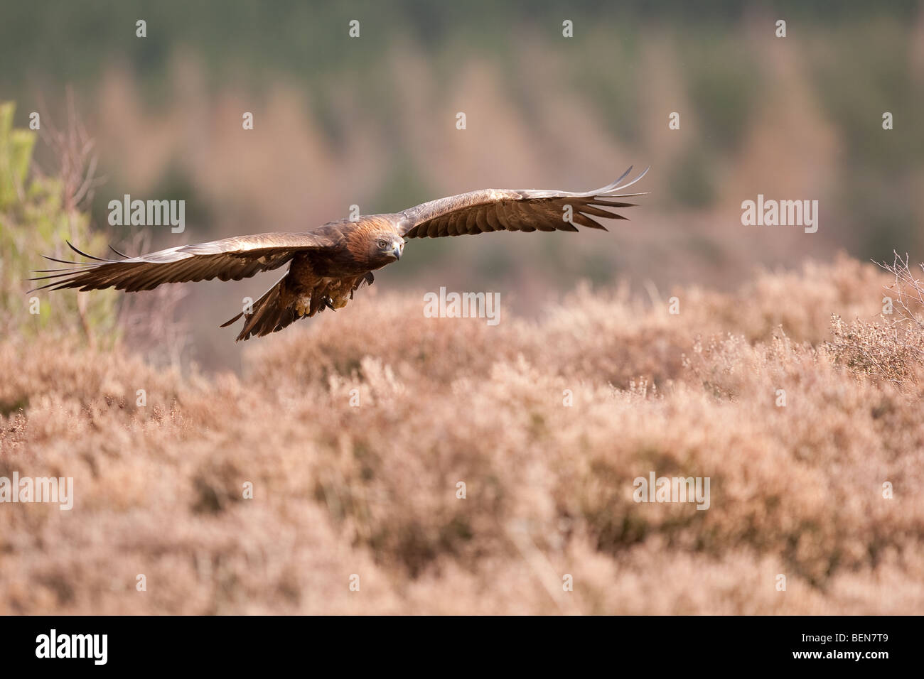 Golden Eagle flying over heather moorland in the Cairngorms National ...