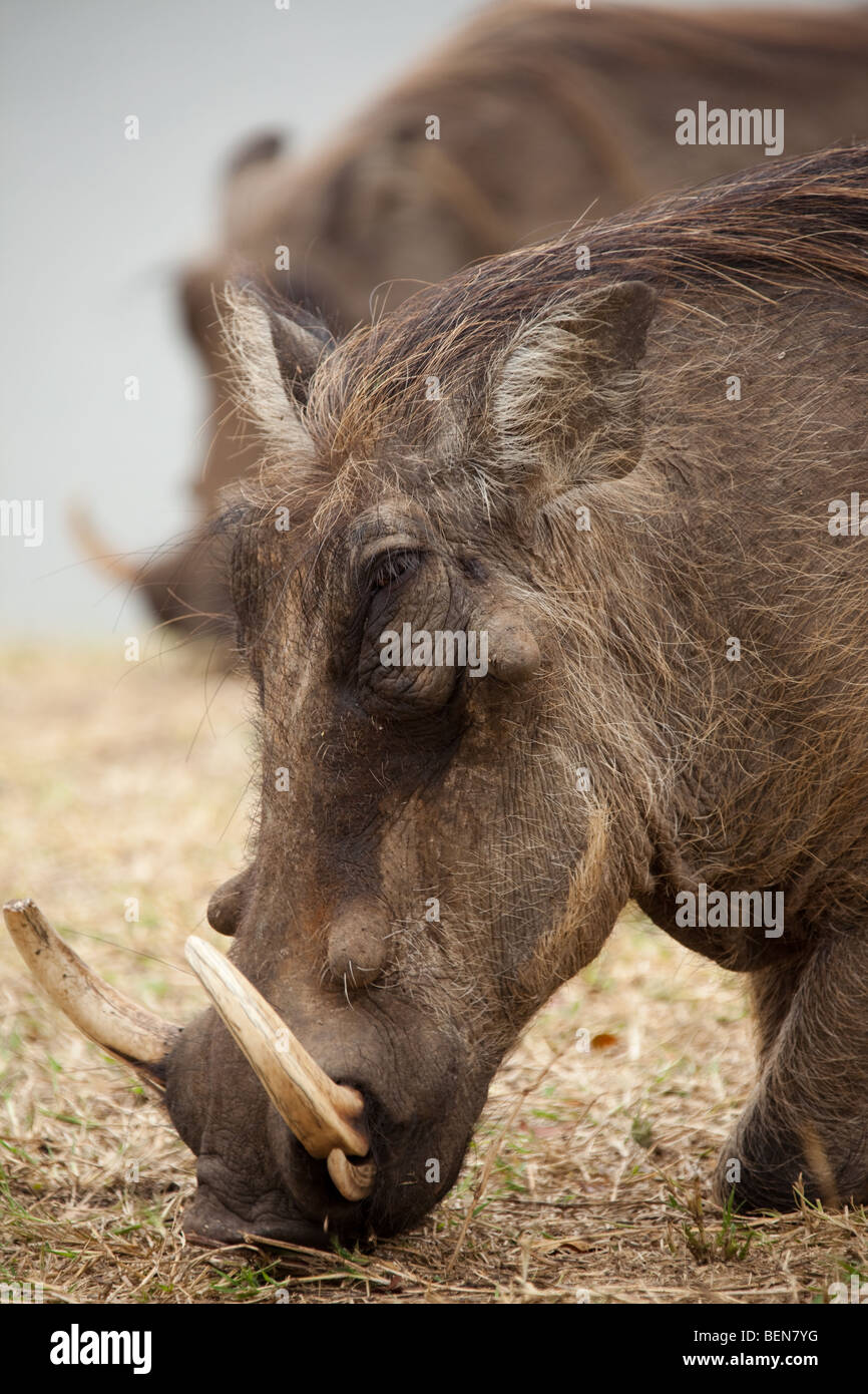 Profile of wild grazing Warthogs in Uganda Stock Photo - Alamy