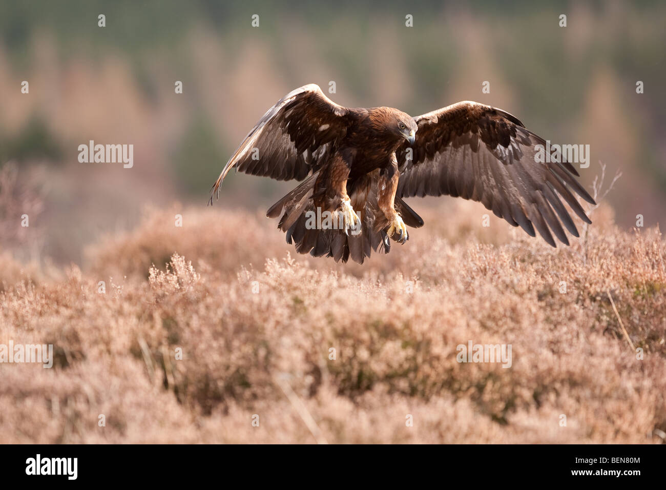 Golden Eagle flying over heather moorland in the Cairngorms National ...
