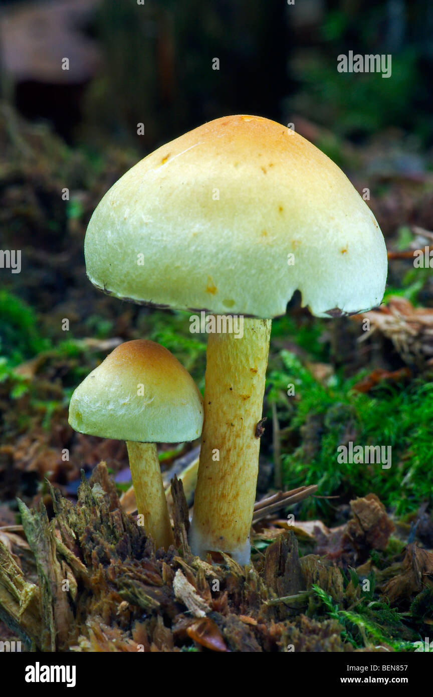 Sulphur tuft fungus / sulfur tuft / clustered woodlover (Hypholoma ...