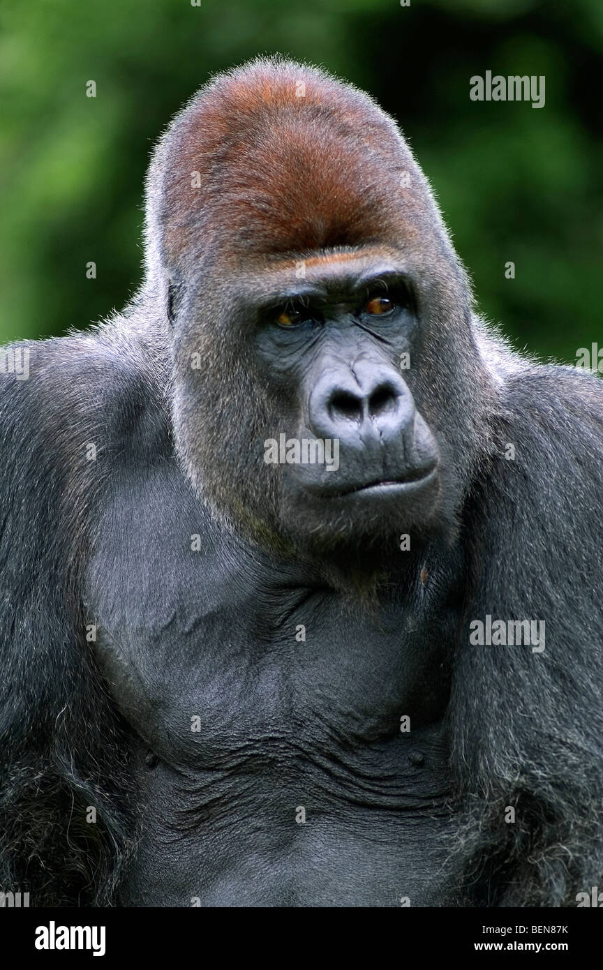 Male silverback Western lowland gorilla (Gorilla gorilla gorilla ...