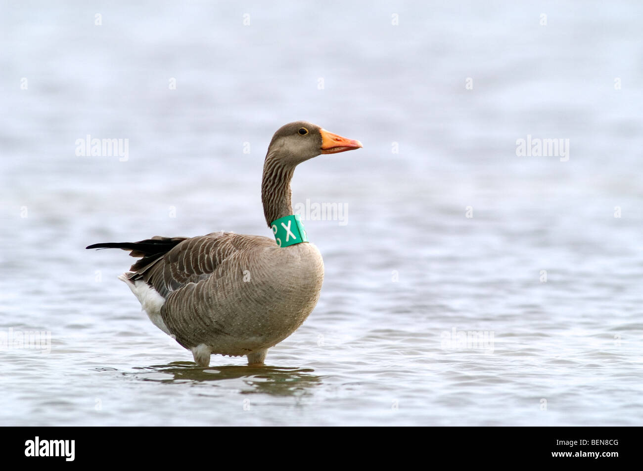 Greylag Goose / Graylag Goose (Anser anser) marked with identification ...