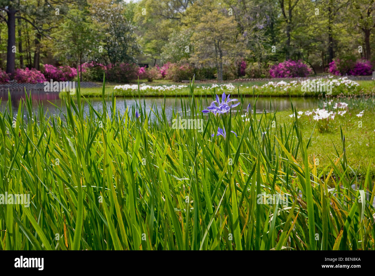 Brookgreen gardens hi-res stock photography and images - Alamy