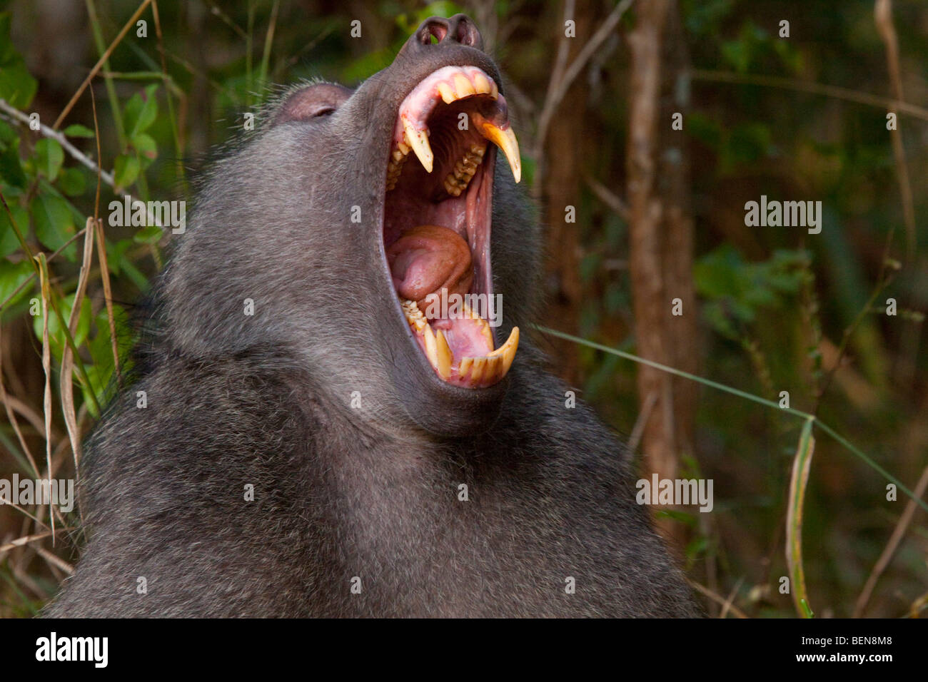 Baboon teeth hi-res stock photography and images - Alamy