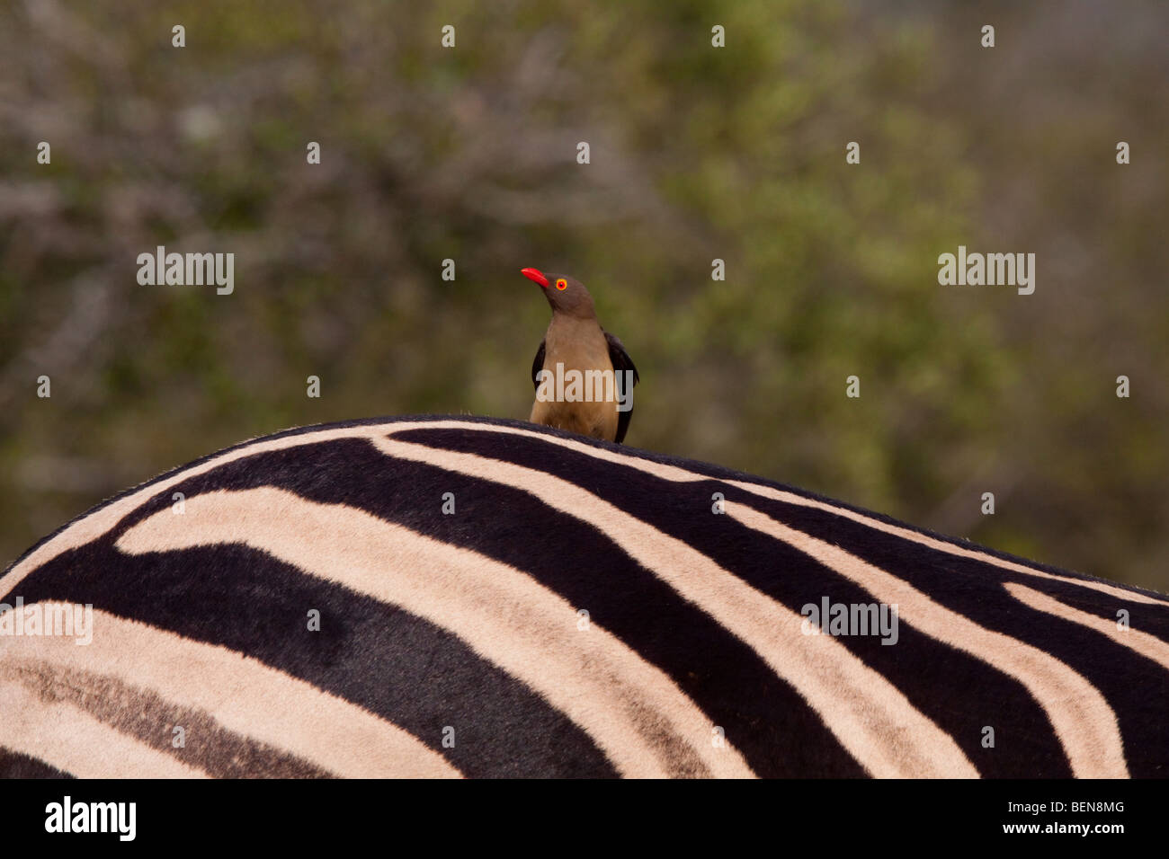 Equus zebra back hi-res stock photography and images - Alamy