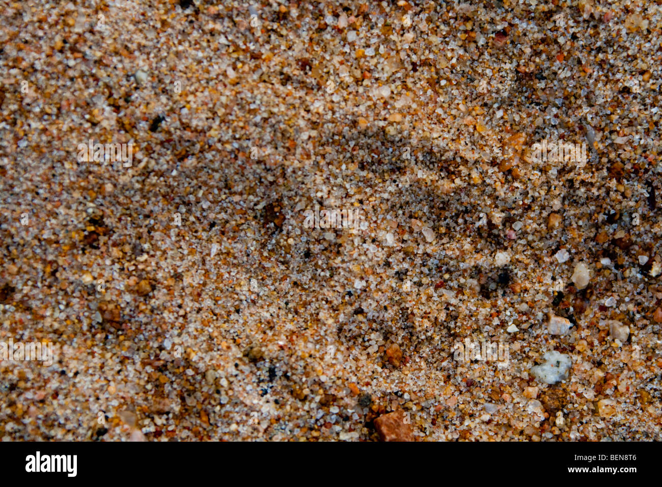Badger tracks hi-res stock photography and images - Alamy