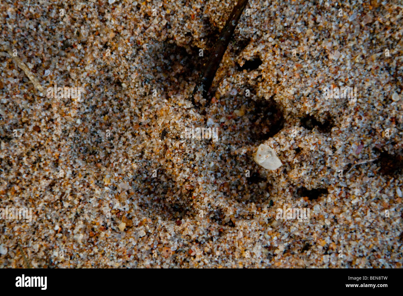 Jackal track. June 2009, winter. Balule Private Nature Reserve. Greater ...