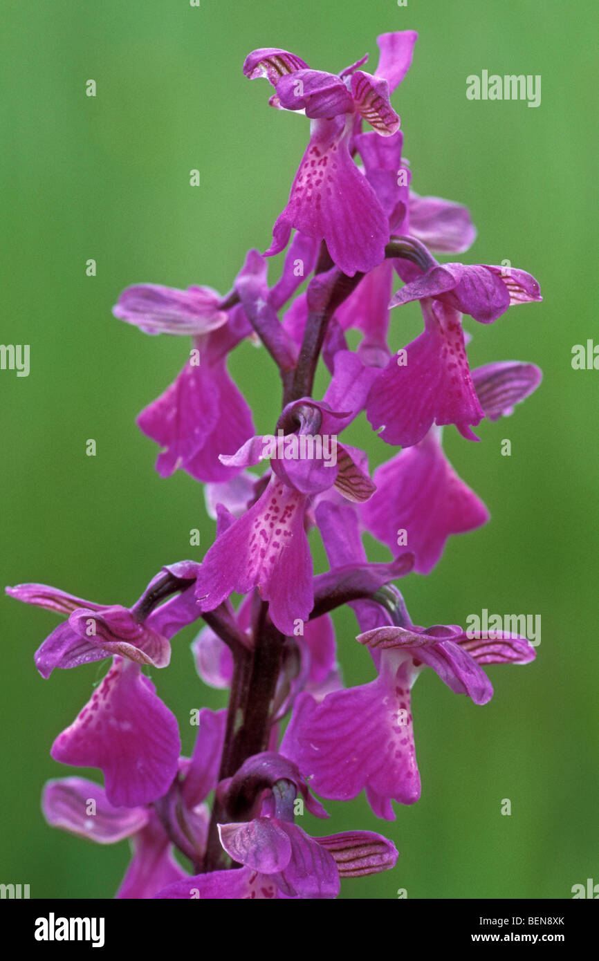 Green winged orchid (Orchis morio), La Brenne, France Stock Photo - Alamy