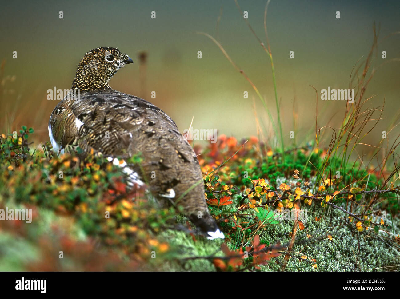 Rock Ptarmigan (Lagopus mutus) watching out, Iceland Stock Photo - Alamy