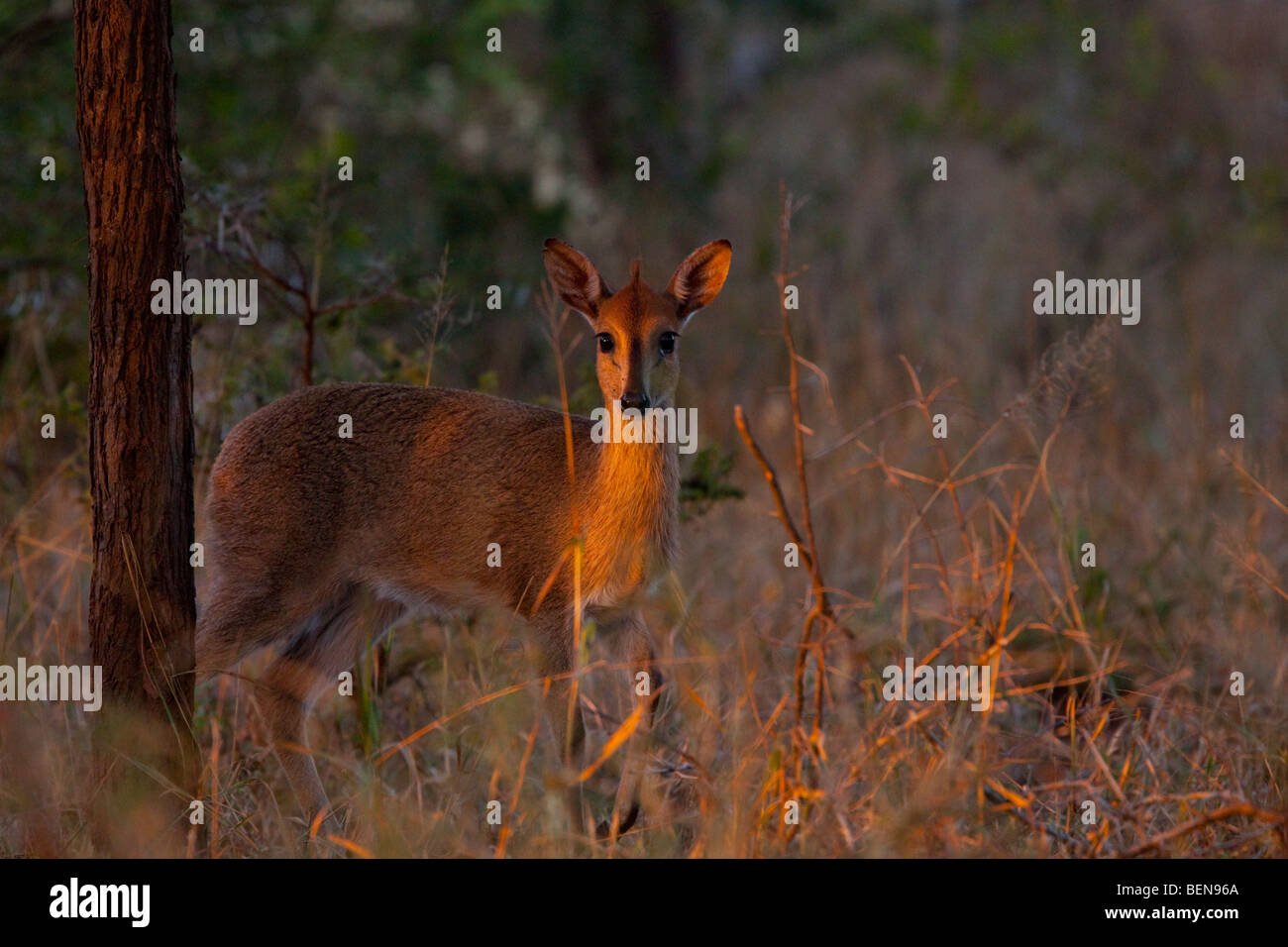 Grey Duiker (Sylvicapra Grimmia). May 2009, winter. uMkhuze Game ...