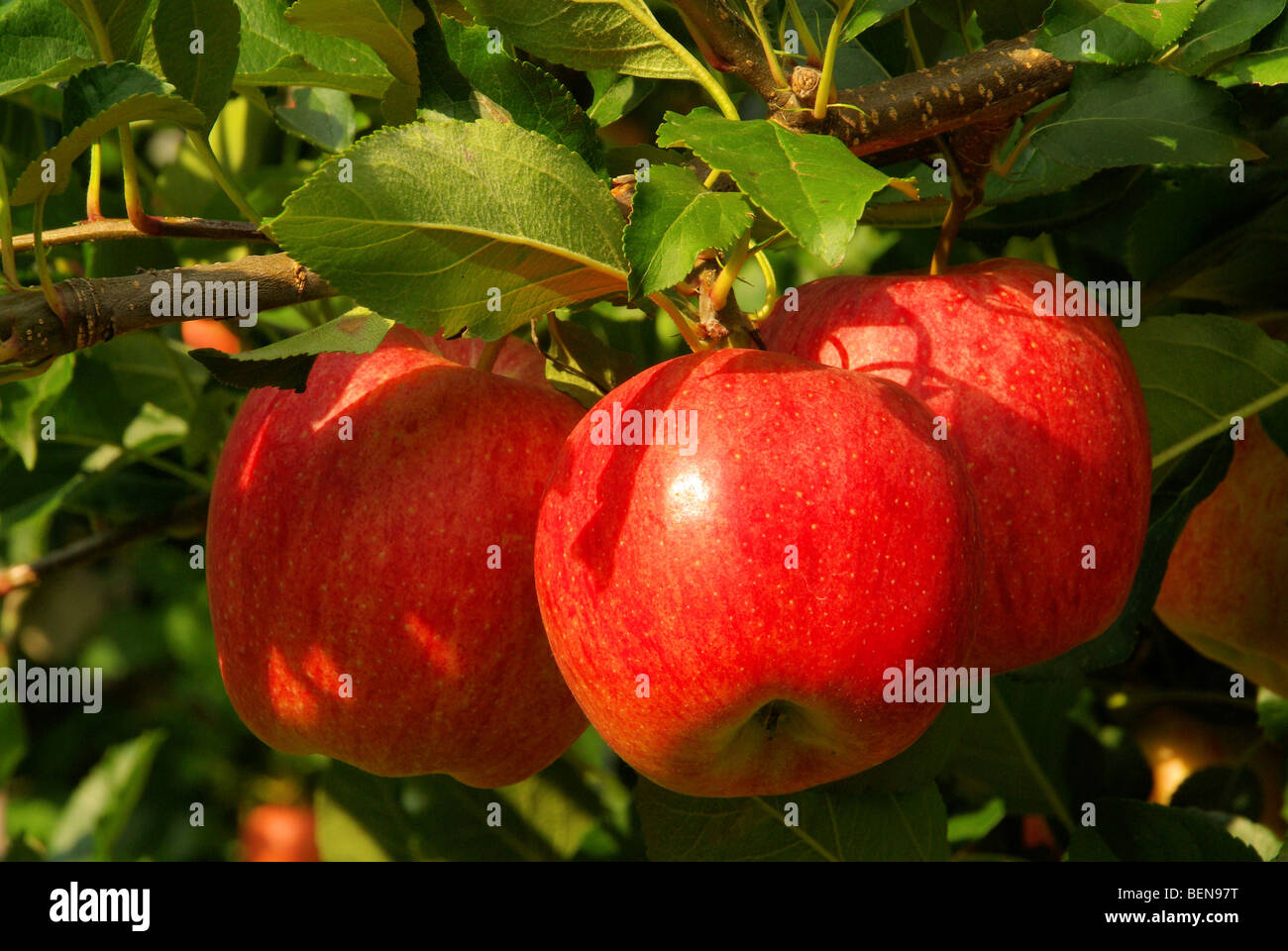 Apfel am Baum - apple on tree 13 Stock Photo - Alamy
