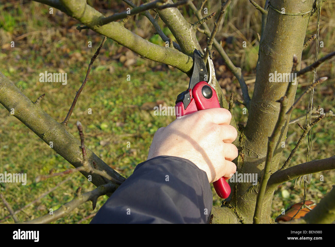 Baum verschneiden - tree cutting 18 Stock Photo - Alamy