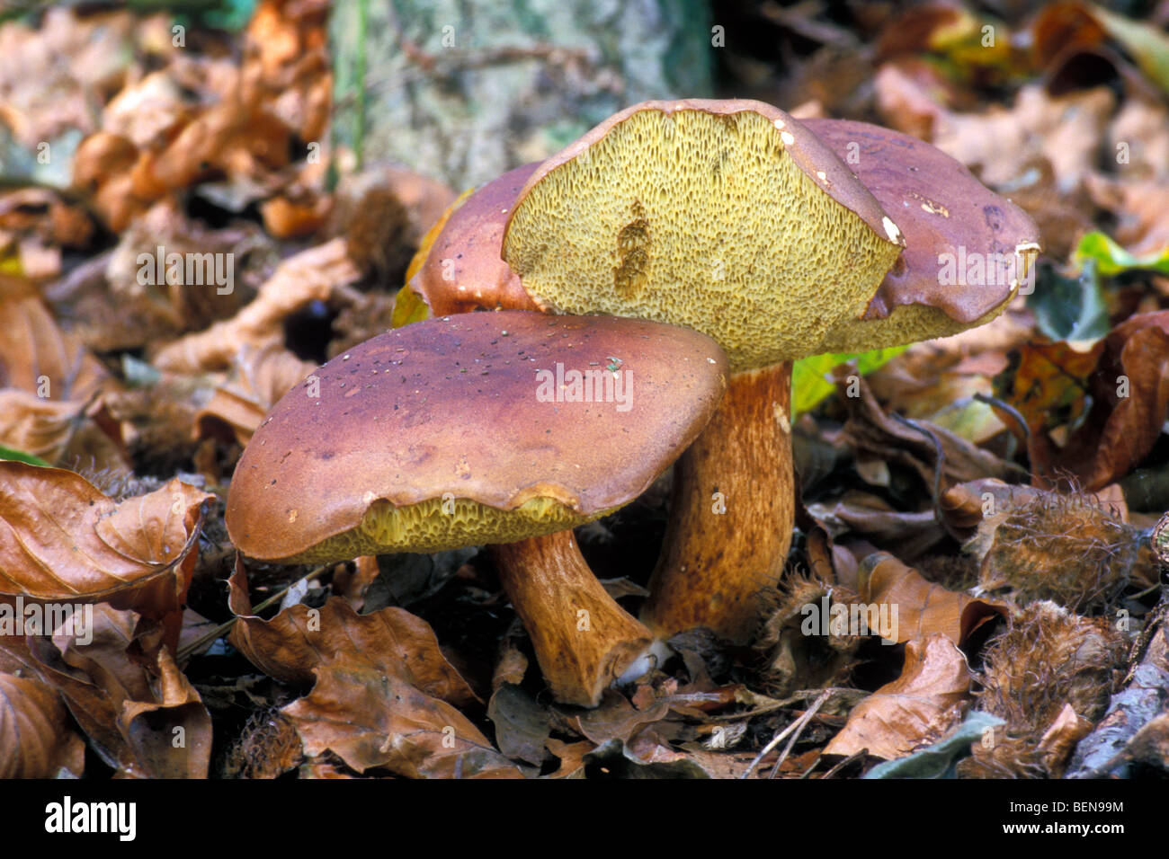 Bay bolete fungus (Xerocomus badius / Boletus badius Stock Photo - Alamy