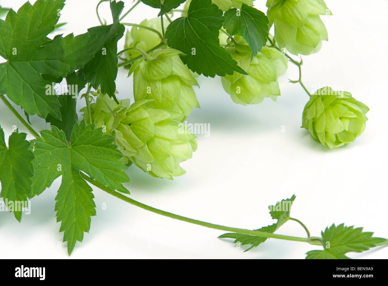 Pflanze hopfen hi-res stock photography and images - Alamy