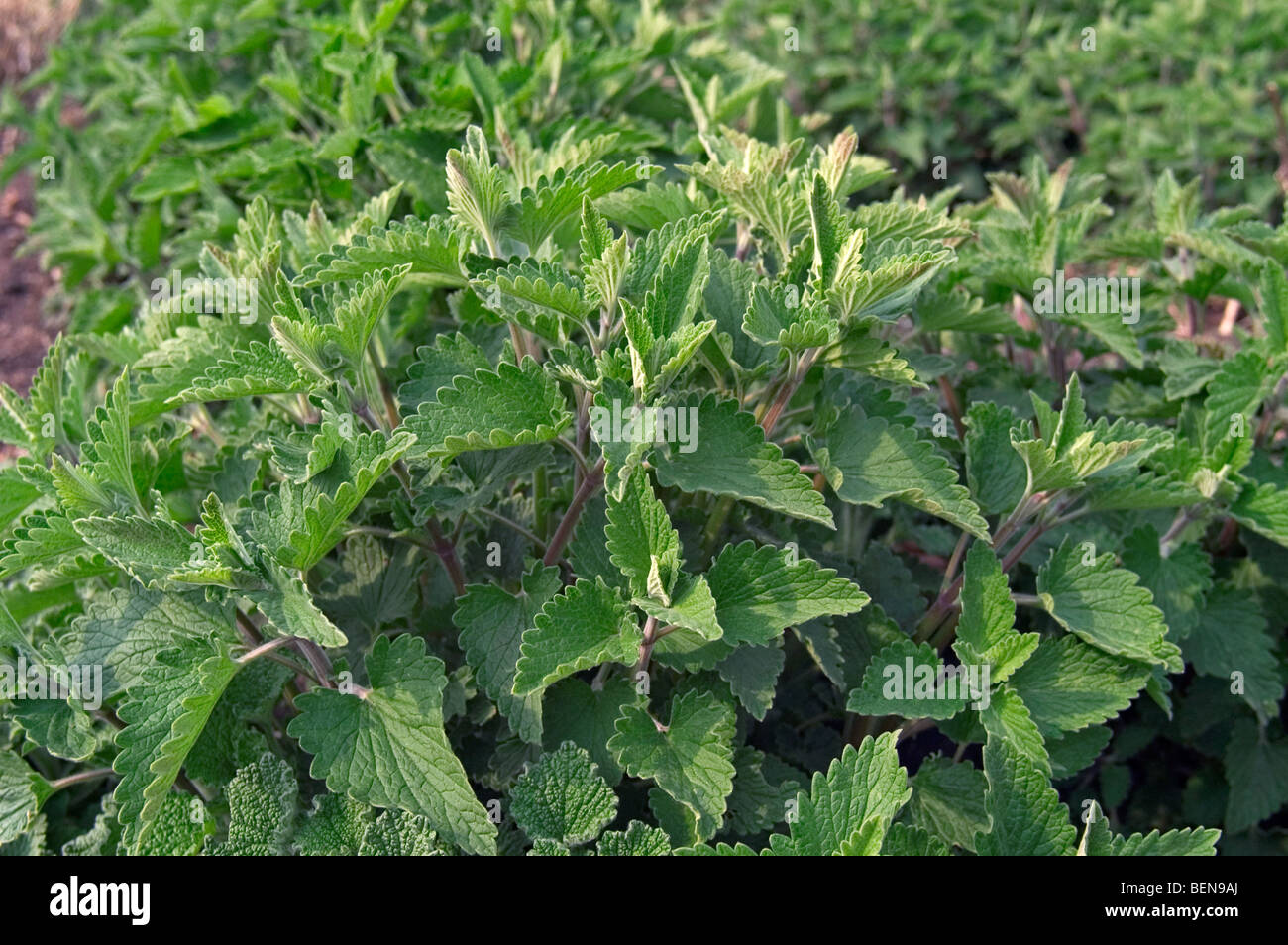 Catnip / Catmint (Nepeta cataria) native to Asia Stock Photo - Alamy