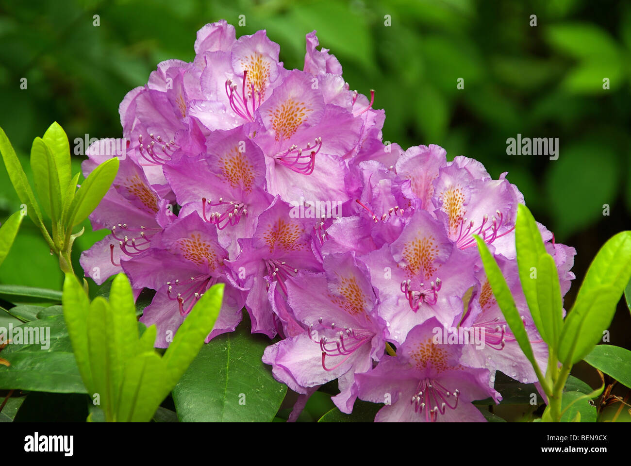 Single pink rhododendron hi-res stock photography and images - Alamy