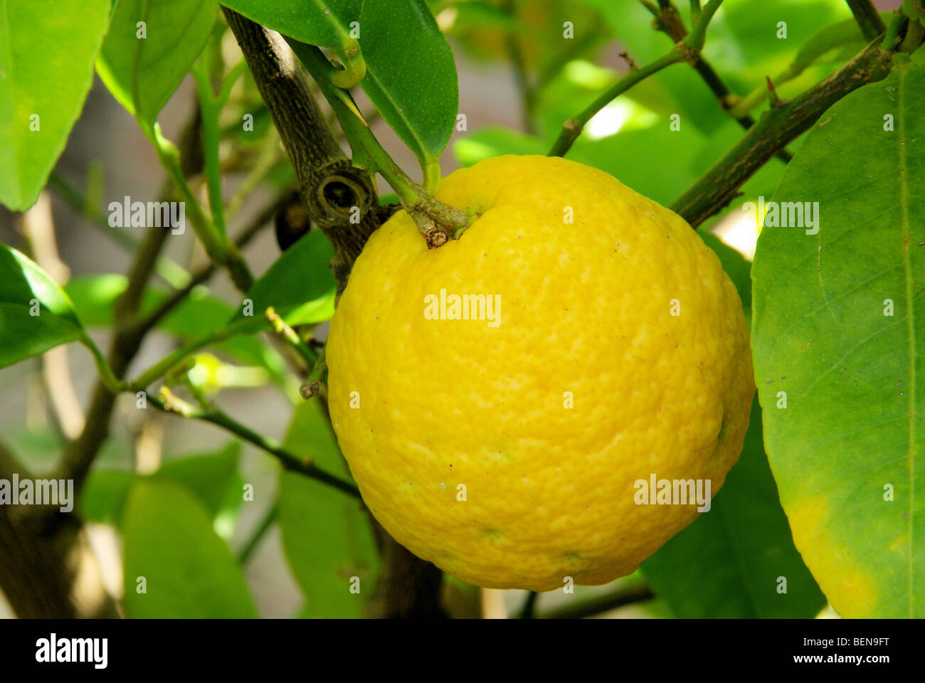 Citron Tree High Resolution Stock Photography and Images - Alamy
