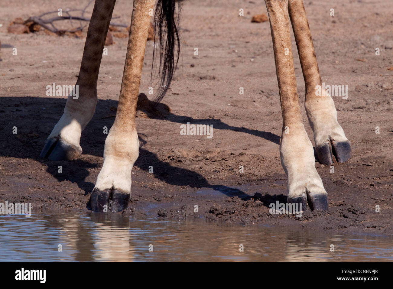 Giraffe leg detail (Giraffa Camelopardalis). Balule Private Nature ...