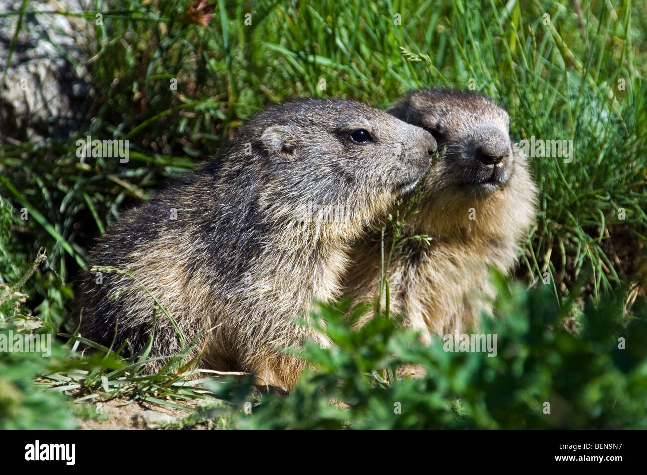 Two curious young Alpine marmots (Marmota marmota) at entrance of burrow, Gran Paradiso National ...