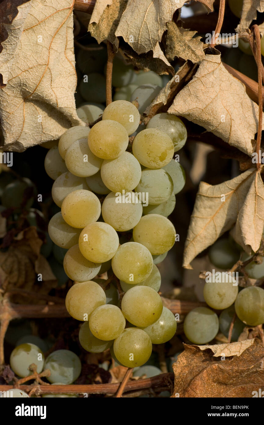Niagara Grapes on the Vine ready for harvest Stock Photo - Alamy