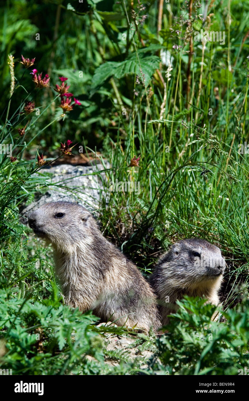 Two curious young Alpine marmots (Marmota marmota) at entrance of burrow, Gran Paradiso National ...