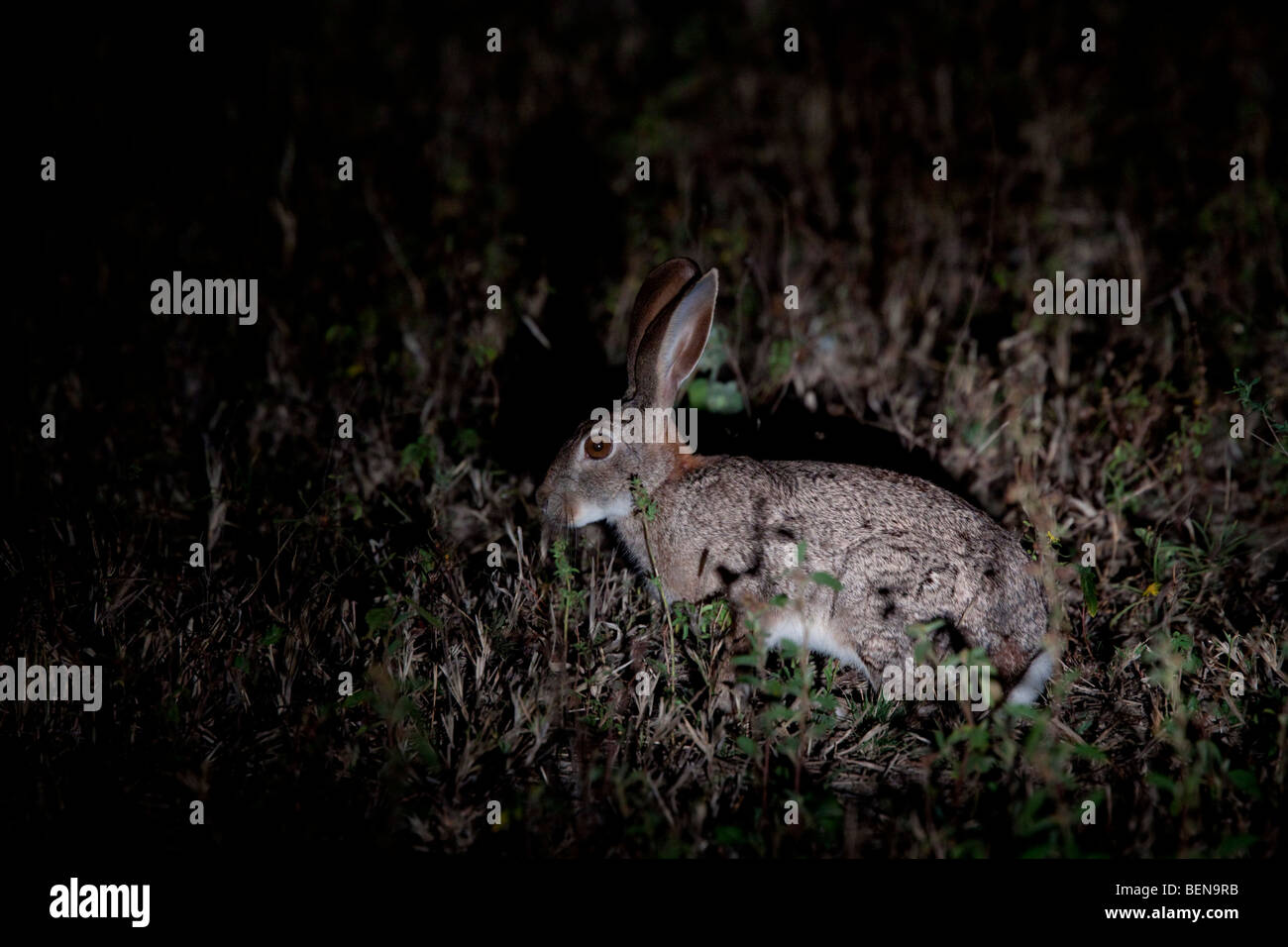 Scrub Hare (Lepus Saxatilis). At night. June 2009, winter. Balule ...