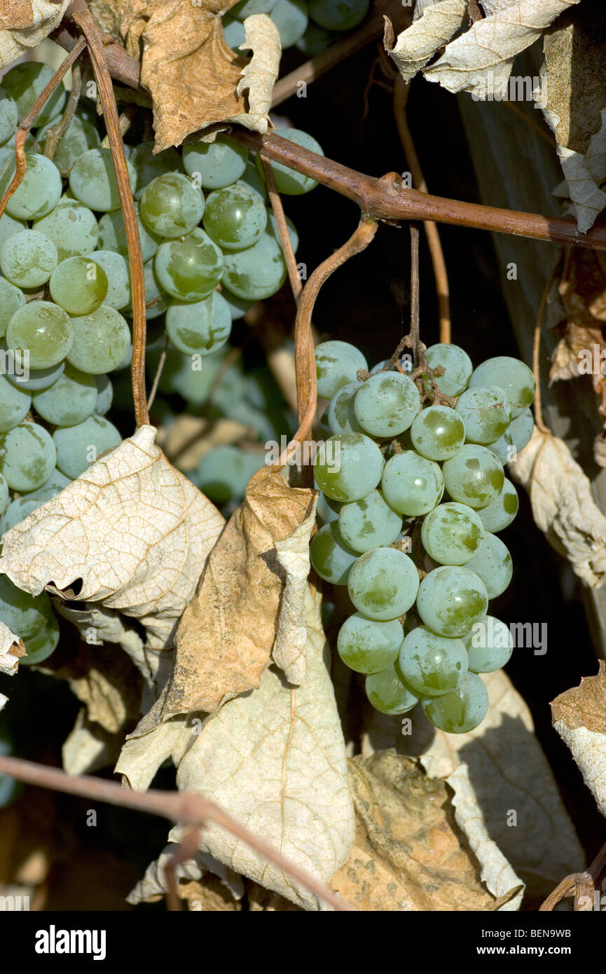 Niagara Grapes on the Vine ready for harvest Stock Photo - Alamy