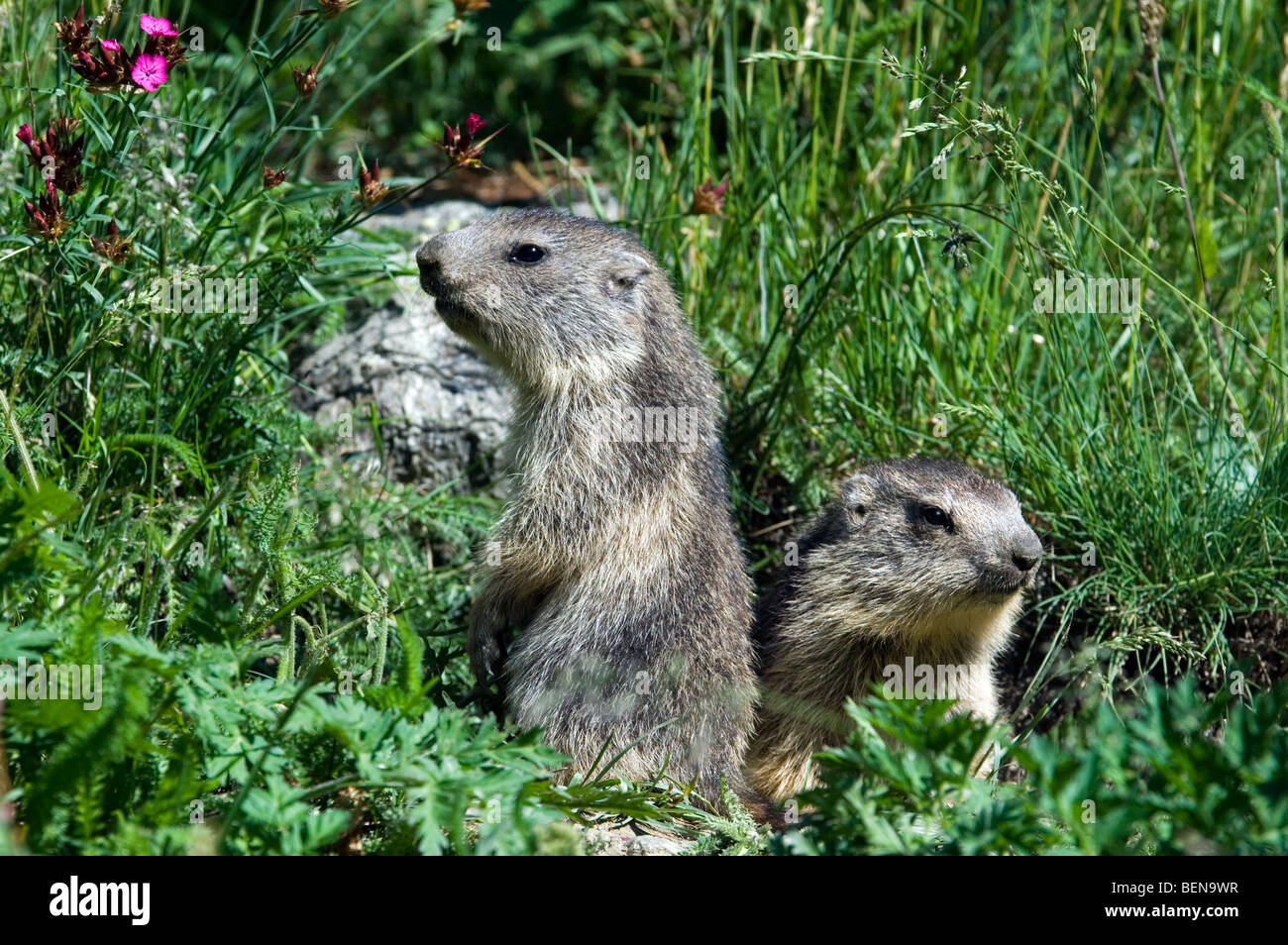 Two curious young Alpine marmots (Marmota marmota) at entrance of burrow, Gran Paradiso National ...