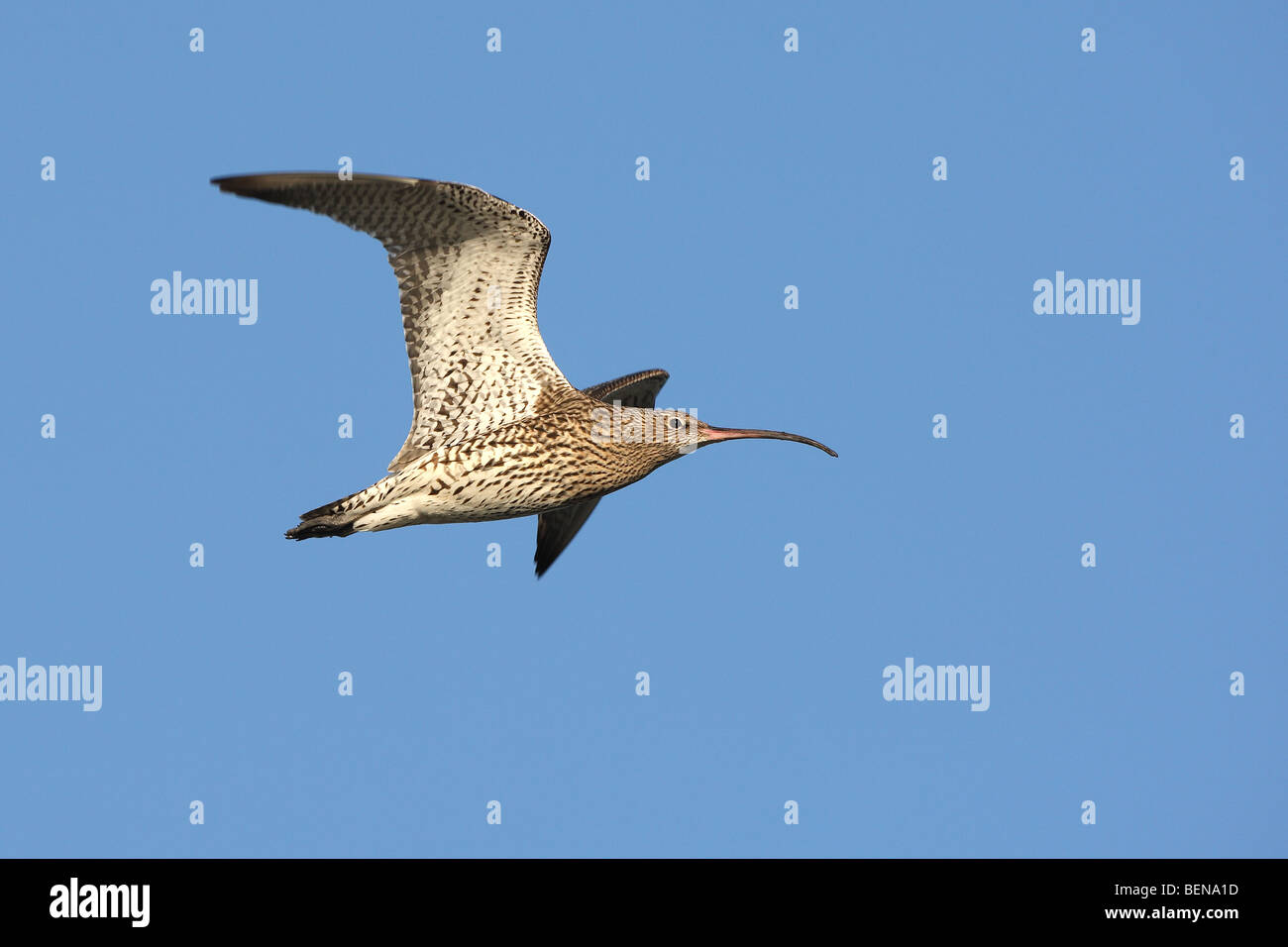 Eurasian Curlew (Numenius arquata) in flight Stock Photo - Alamy