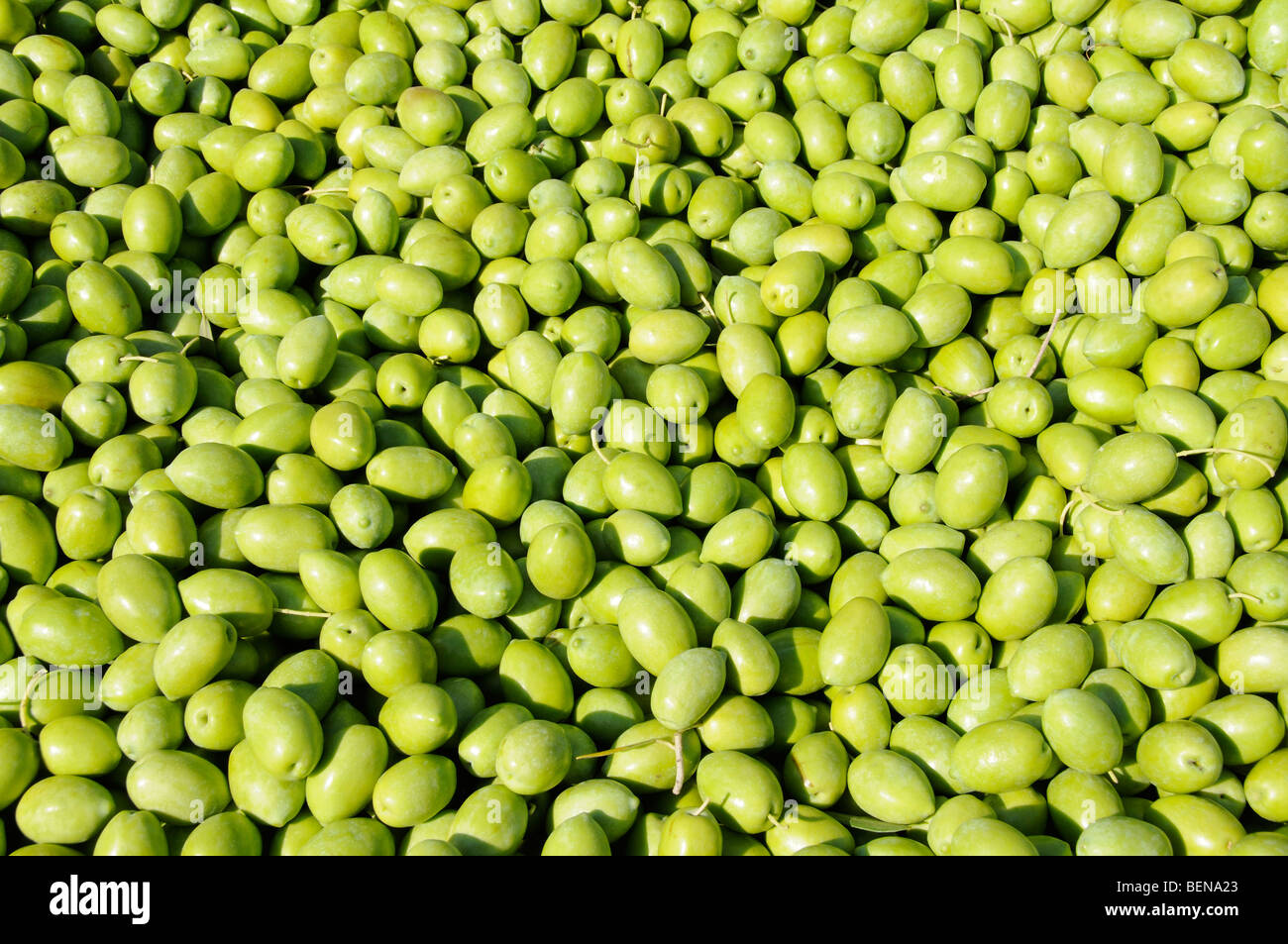 Sorting olives hi-res stock photography and images - Alamy